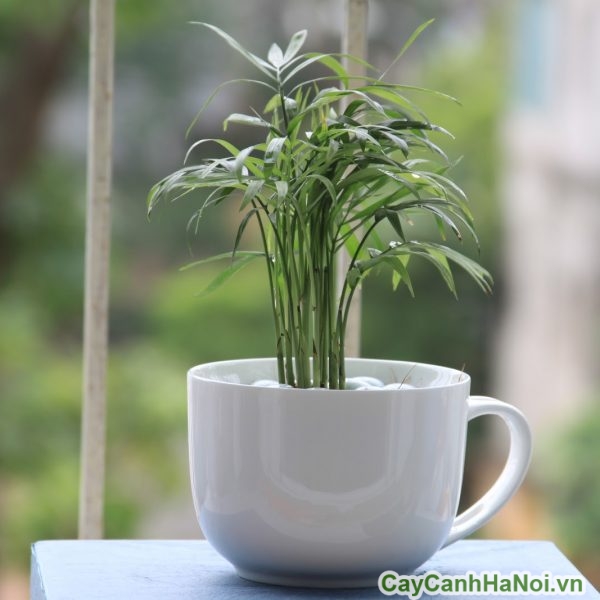 Cây Ban Công Archives - Cây Cảnh Hà Nội